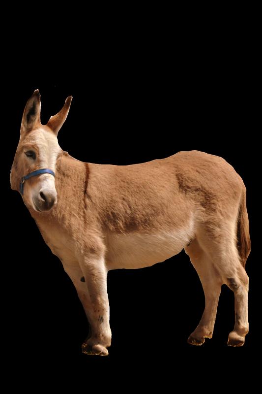 Standlee Premium Western Forage Timothy Grass Chopped Hay Horse Feed ...