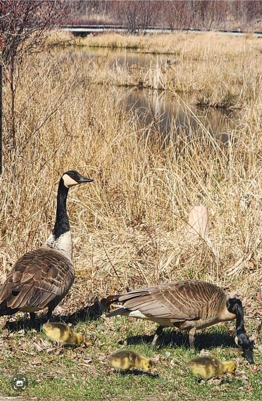 Purina Pelleted Duck Feed at Tractor Supply Co