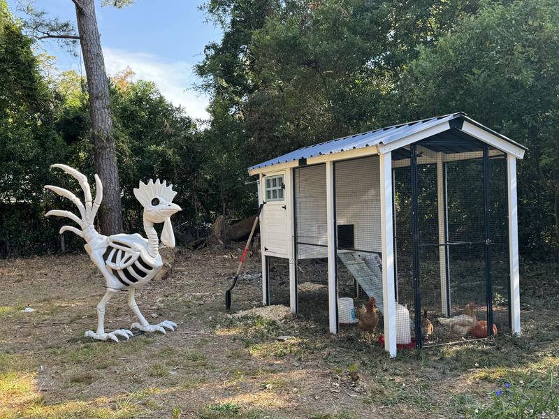 Red Shed 6 ft. Rooster Skeleton Halloween Decoration at Tractor Supply Co