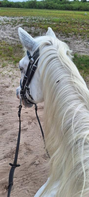 Standlee Premium Western Forage Timothy Grass Chopped Hay Horse Feed ...