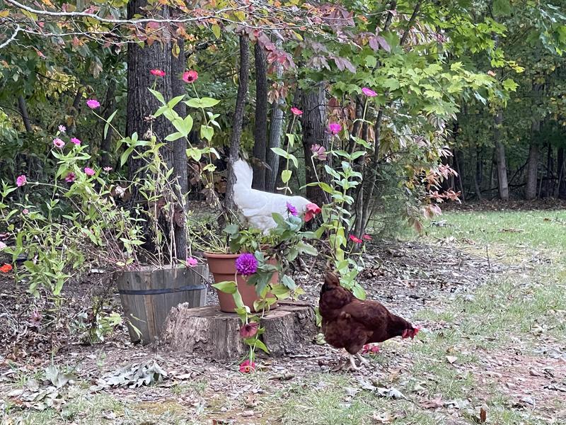 Vetericyn Plus Antimicrobial Poultry Care Spray, 8 oz. at Tractor Supply Co