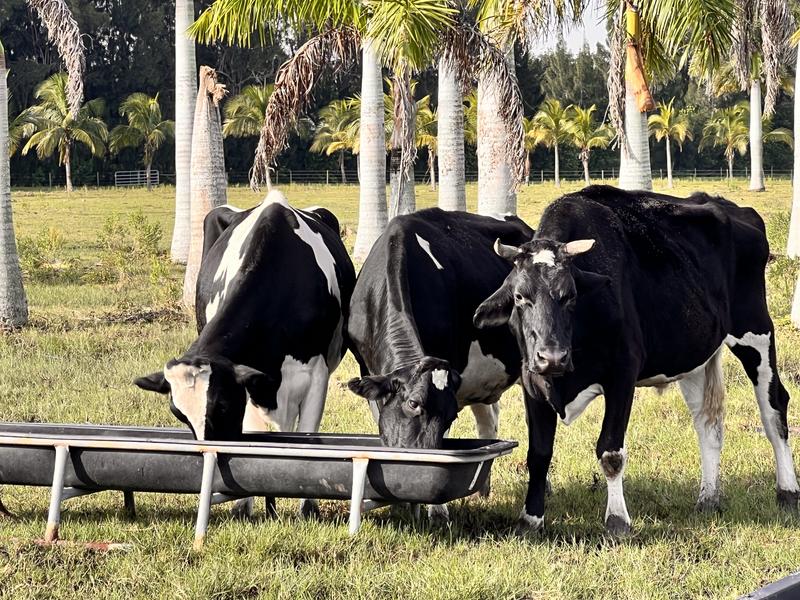 Producer's Pride 20% Cubed Cattle Feed, 50 lb. Bag at Tractor Supply Co.
