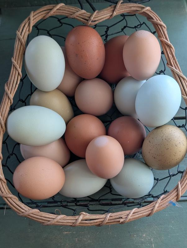 Nutrena Hi Pro Scratch Poultry Grains at Tractor Supply Co