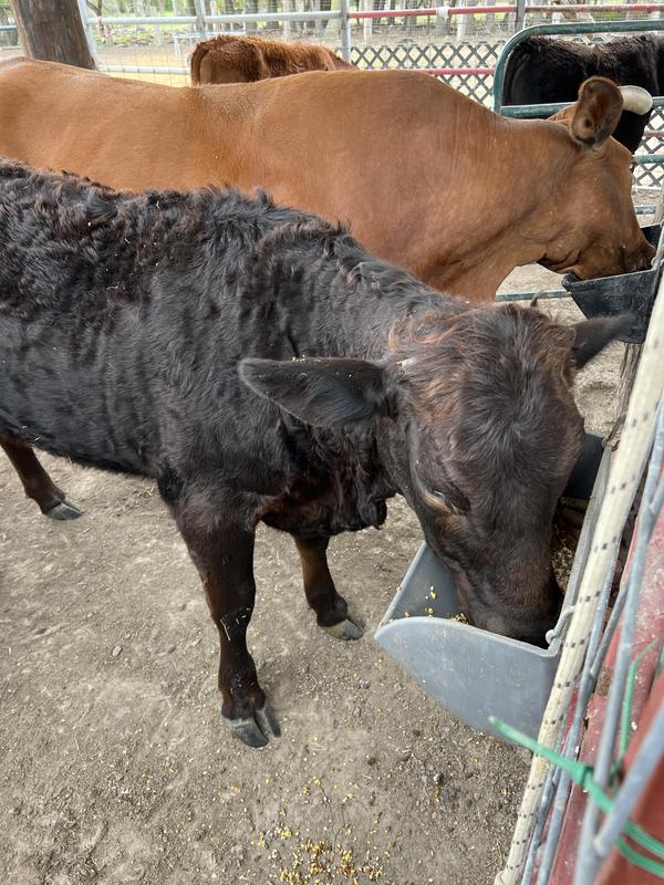 Producer's Pride 20% Cubed Cattle Feed, 50 lb. Bag at Tractor Supply Co