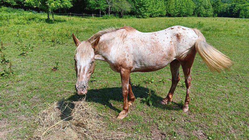 Triple Crown Senior Textured Horse Feed, 50 lb. Bag at Tractor Supply Co