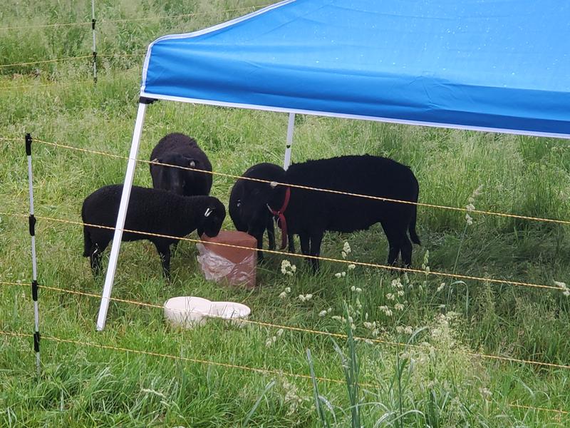 Producer's Pride General Purpose Livestock Mineral Block, 40 lb. at ...