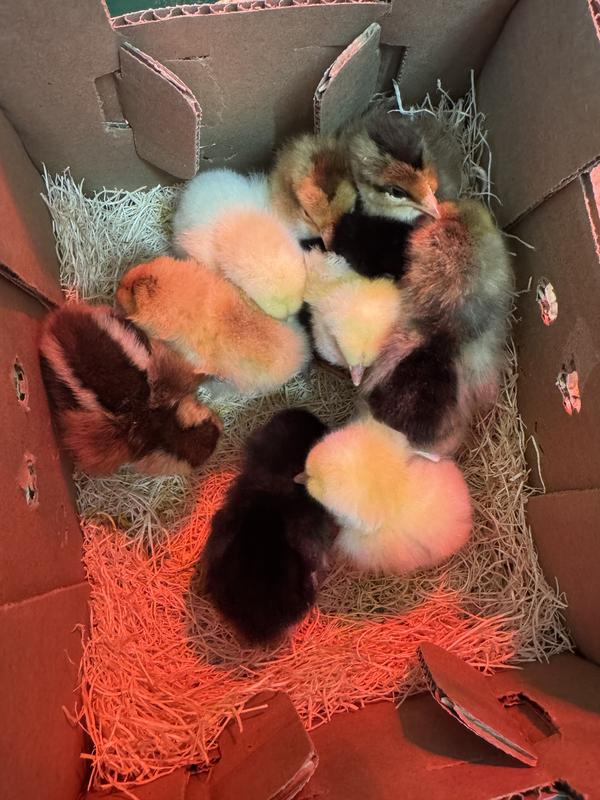 Hoover's Hatchery Live Rare Standard Package Chickens, 10 ct. Baby ...