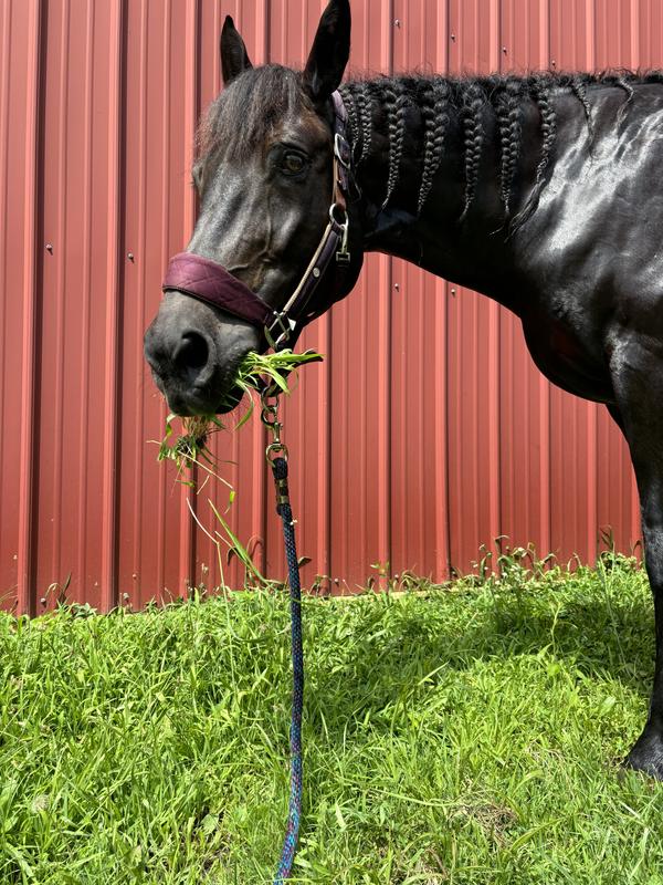 Triple Crown 30% Ration Balancer Pelleted Horse Feed, 50 lb. Bag at ...
