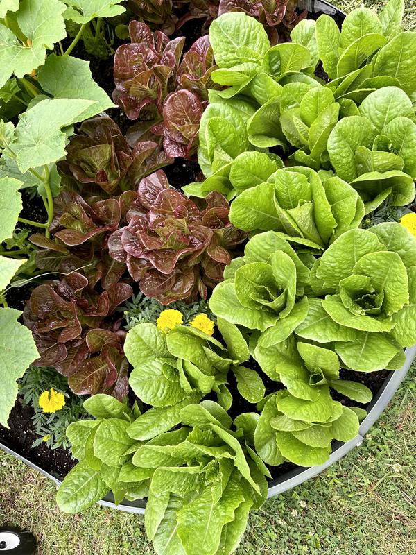 Scotts 0.75 cu. ft. Premium Humus and Manure at Tractor Supply Co