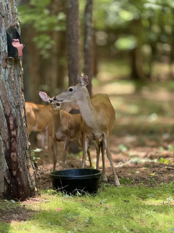 Record Rack 20 Deer Feed, 50 lb. Bag at Tractor Supply Co