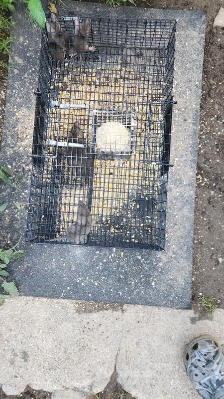 CatchMor Ratinator Rat Trap at Tractor Supply Co