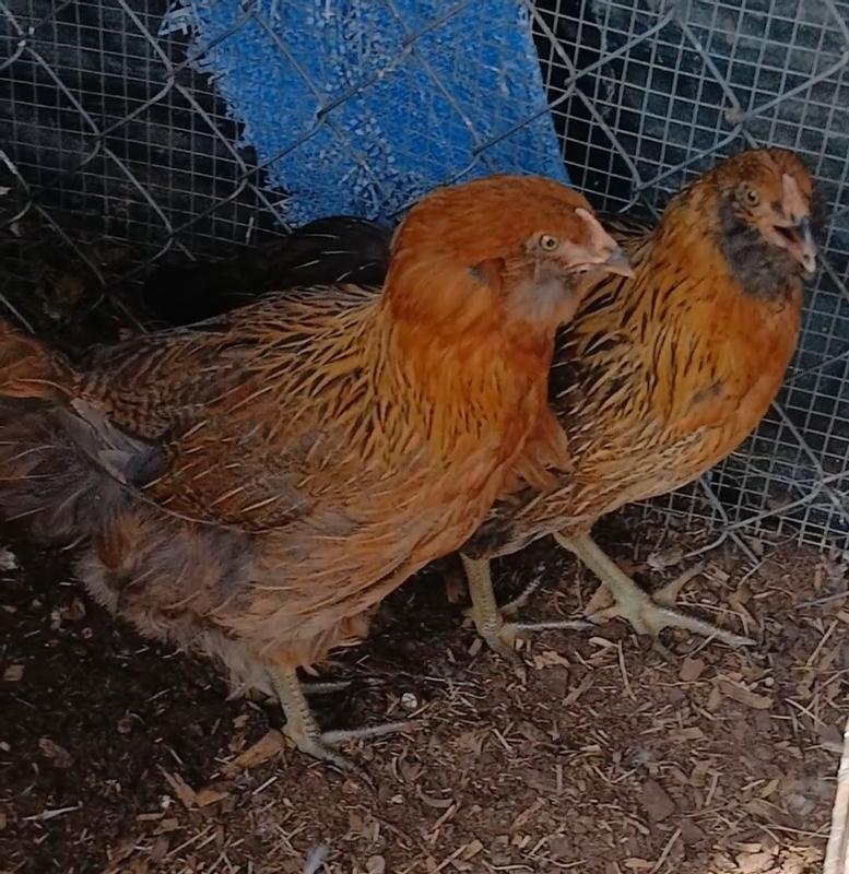 Hoover's Hatchery Live Americana Chickens, 10 ct. Baby Chicks at ...