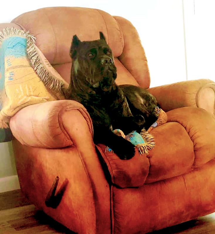 Victor Classic Hi-Pro Plus All Life Stages Beef Recipe Dry Dog Food at ...