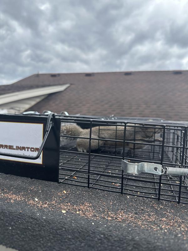 CatchMor Squirrelinator Squirrel Trap with Basin at Tractor Supply Co