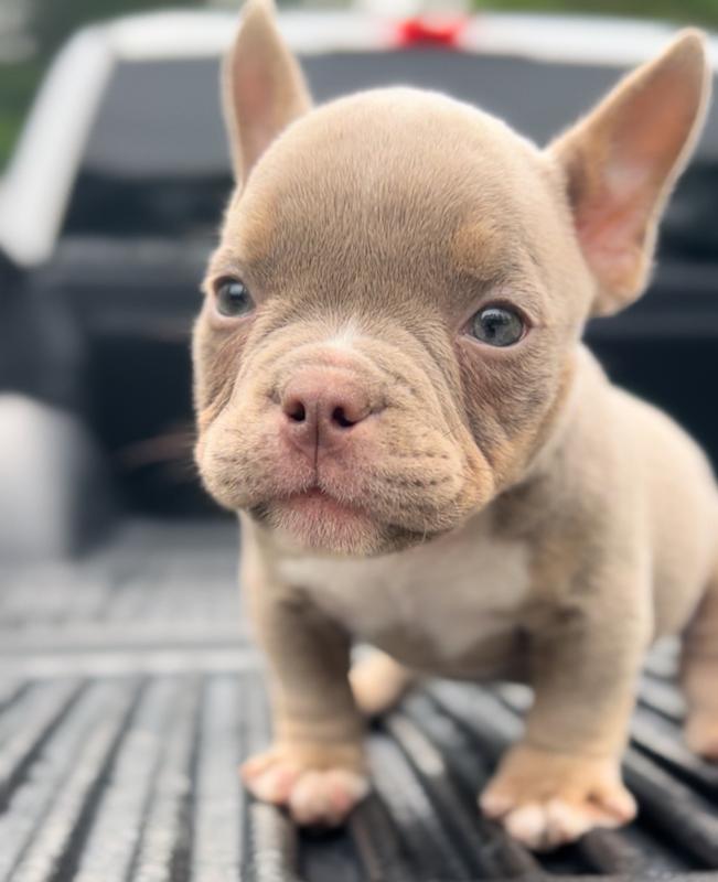 4health Strive All Life Stages Endurance 90 Formula Dry Dog Food, 45 lb ...