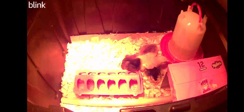 ImPECKables Beginner Poultry Starter Kit at Tractor Supply Co