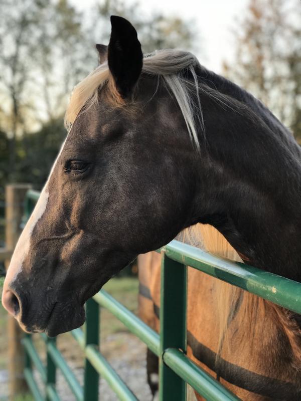 Purina Omolene #100 Active Pleasure Textured Horse Feed, 50 lb. Bag at ...
