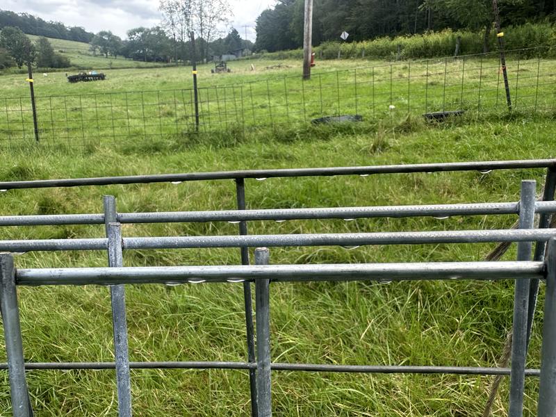 16 ft. x 34 in. Hog Feedlot Panel Fencing at Tractor Supply Co