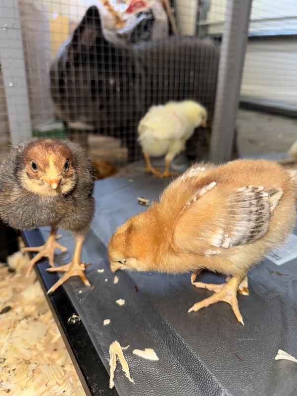 Hoover's Hatchery Live Rare Standard Package Chickens, 10 ct. Baby ...