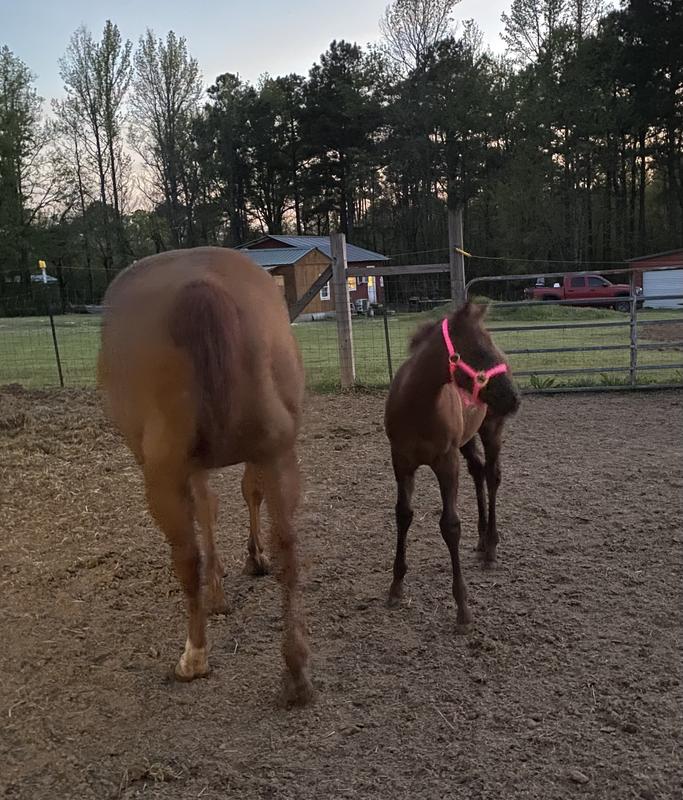 Purina Omolene #300 Growth Foal and Lactating Mare Horse Feed, 50 lb ...