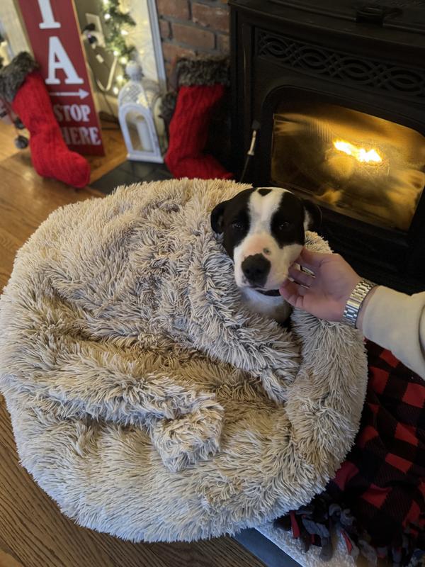 Best Friends by Sheri Donut Shag Dog/Cat Bed & Blanket, 2 pc. Set at ...