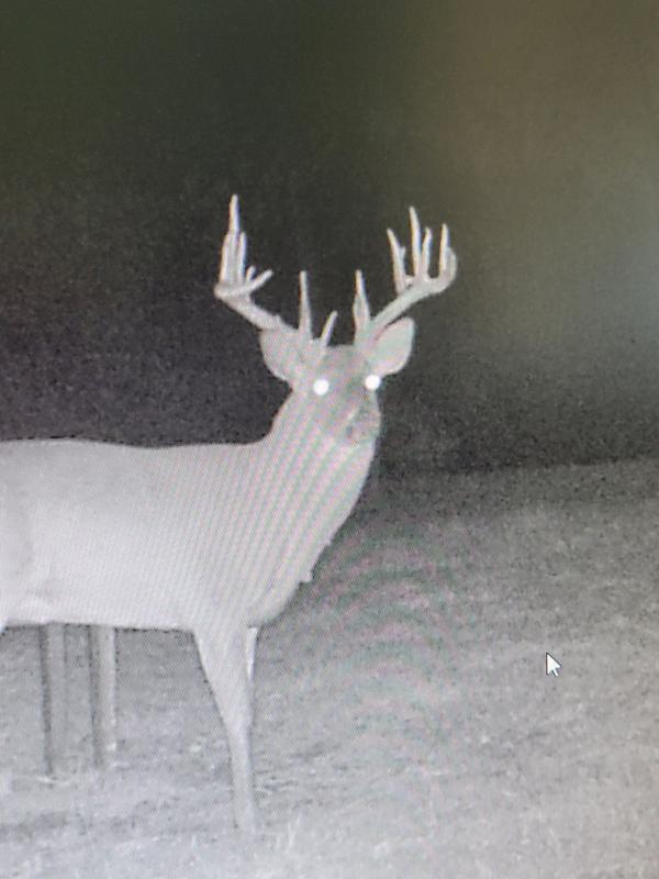 Record Rack 30 lb. 14% Protein Deer Block at Tractor Supply Co.