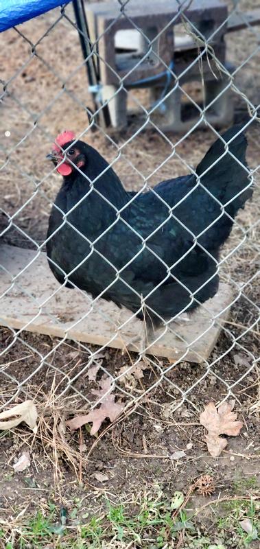 Producer's Pride 16% Layer Pelleted Chicken Feed, 50 lb. Bag at Tractor ...