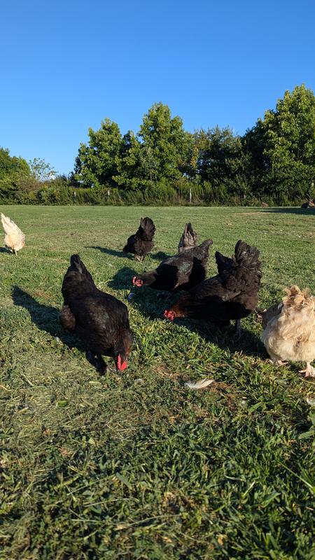 Nutrena Hi Pro Scratch Poultry Grains at Tractor Supply Co