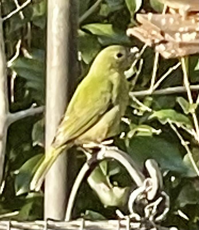 Royal Wing Select Finch Mix Wild Bird Food, 10 lb. at Tractor Supply Co