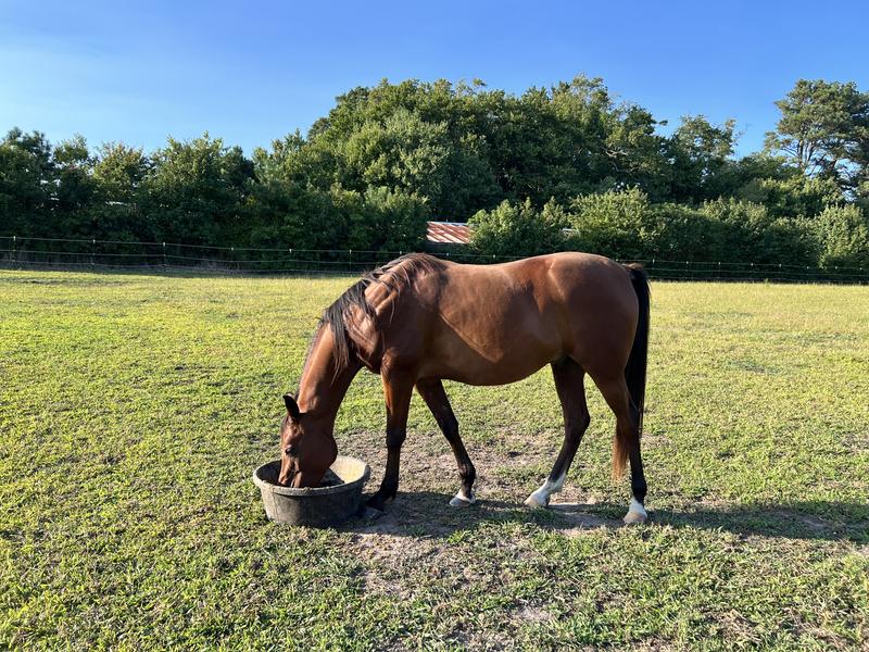 Purina Smart Edge Horse Feed, 50 lb. Bag at Tractor Supply Co.