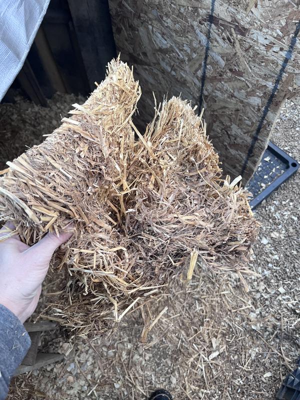 DuMOR 2-String Wheat Straw Compressed Bale Pet Bedding, 18 cu. ft. at ...