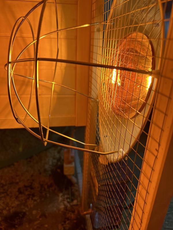 Producer's Pride 250W Red Heat Bulbs, 120V, 2-Pack at Tractor Supply Co