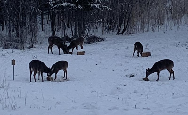 33 lb. Antler King Grainiac XL Deer Attractant at Tractor Supply Co