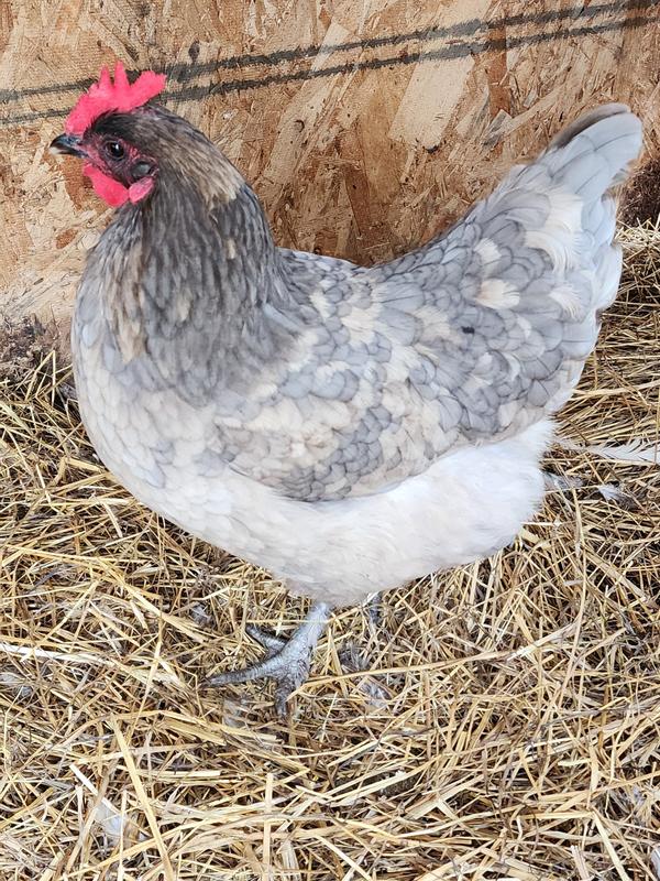 DuMOR 20% Chick Starter/Grower Crumbled Chicken Feed, 50 lb. Bag at ...