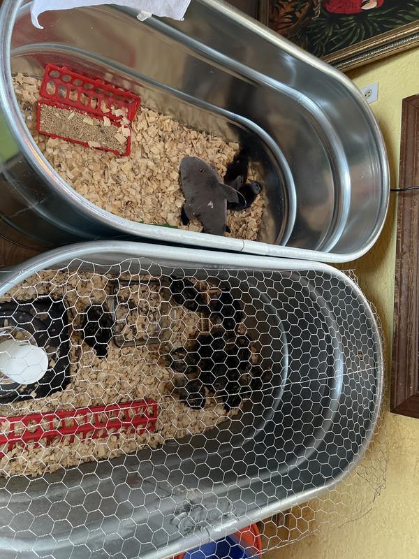 CountyLine 40 gal. Oval Galvanized Stock Tank, 2 ft. x 4 ft. x 1 ft. at ...