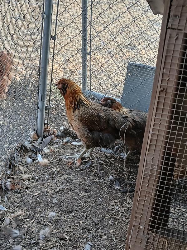 Hoover's Hatchery Live Americana Chickens, 10 ct. Baby Chicks at ...