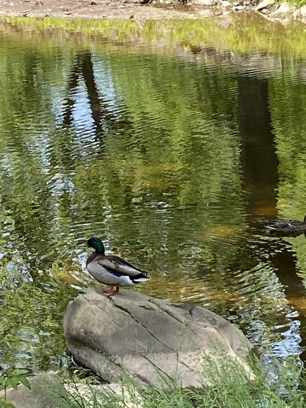 Purina Pelleted Duck Feed at Tractor Supply Co