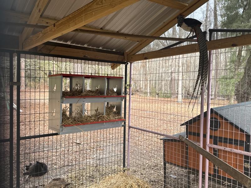 Producer's Pride Universal Poultry Pen, 24 Chicken Capacity, 8 ft. x 8 ...