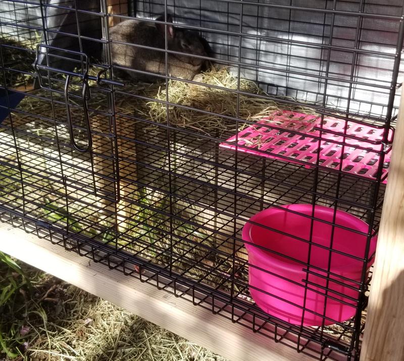 DuMOR Heavy-Duty Rabbit Cage, 36 in. x 30 in. at Tractor Supply Co