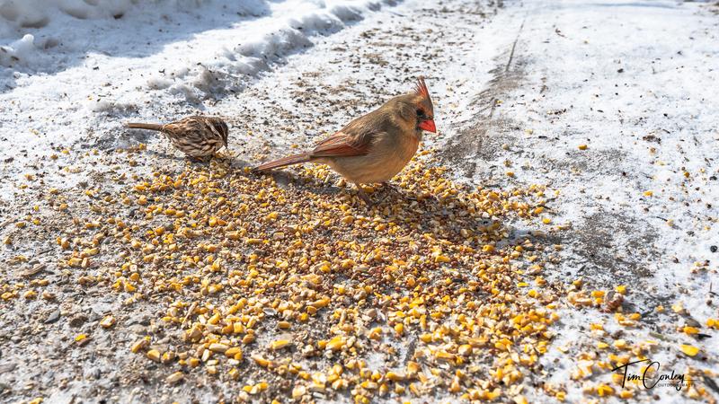 Wild Bird Food Value Mix, 35 lb. at Tractor Supply Co