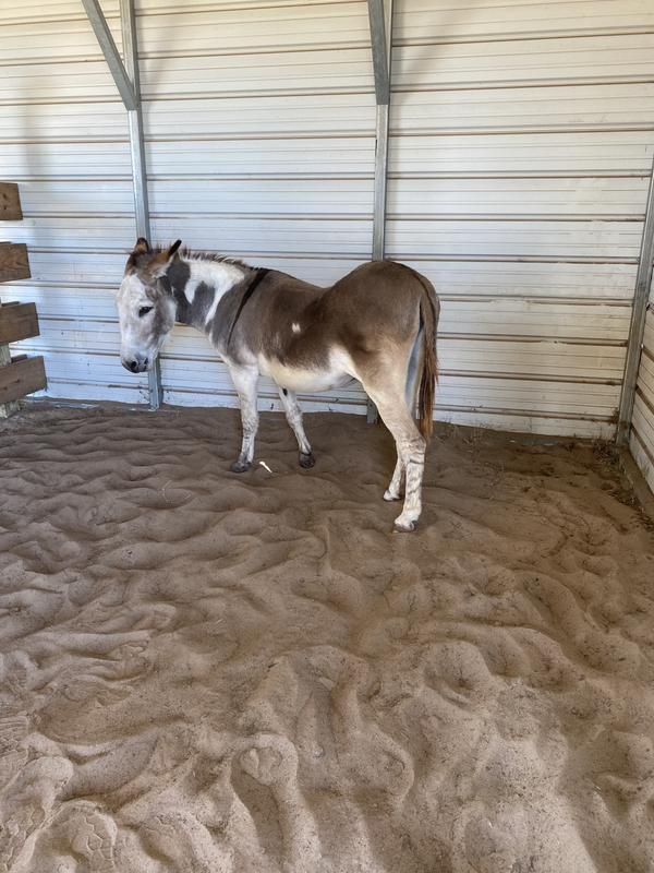 Nutrena Triumph 12-8 Pelleted Horse Feed, 50 lb. Bag at Tractor Supply Co.