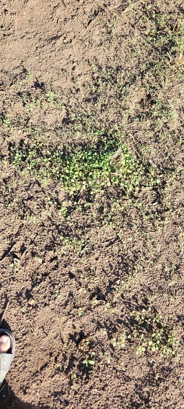 Pennington 8.75 lb. 5,000 sq. ft. Smart Seed Bermuda Mix Combination ...