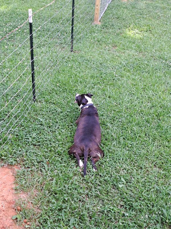 6 ft. Studded T-Post, 1.25 lb. per ft. with Anchor Plate at Tractor ...