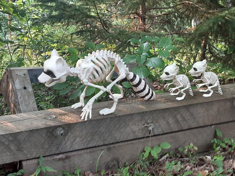 Red Shed Baby Raccoon Skeleton at Tractor Supply Co