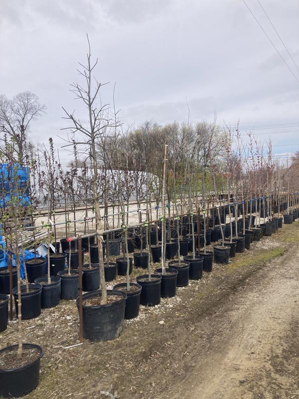 RM43 2.5 gal. Total Vegetation Control Weed Preventer Concentrate with ...