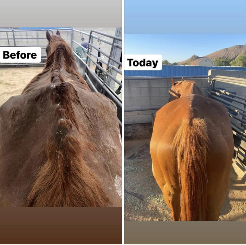 Elk Grove Milling Senior Stable Mix Pelleted Horse Feed, 50 lb. at ...