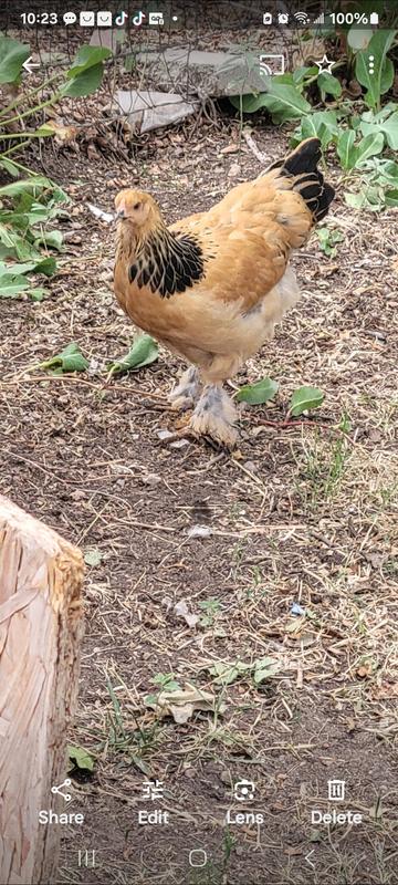 Hoover's Hatchery Live Assorted Brahma Baby Chicks, 10 ct. at Tractor ...