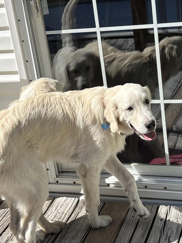 Flea Halt Flea and Tick Spray Plus Citronella Scent for Dogs, 32 oz. at ...