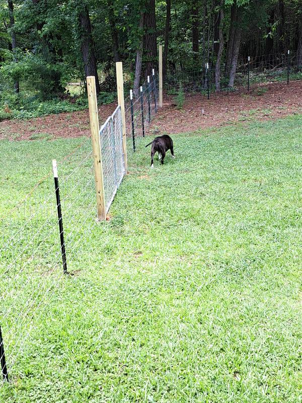 6 ft. Studded T-Post, 1.25 lb. per ft. with Anchor Plate at Tractor ...