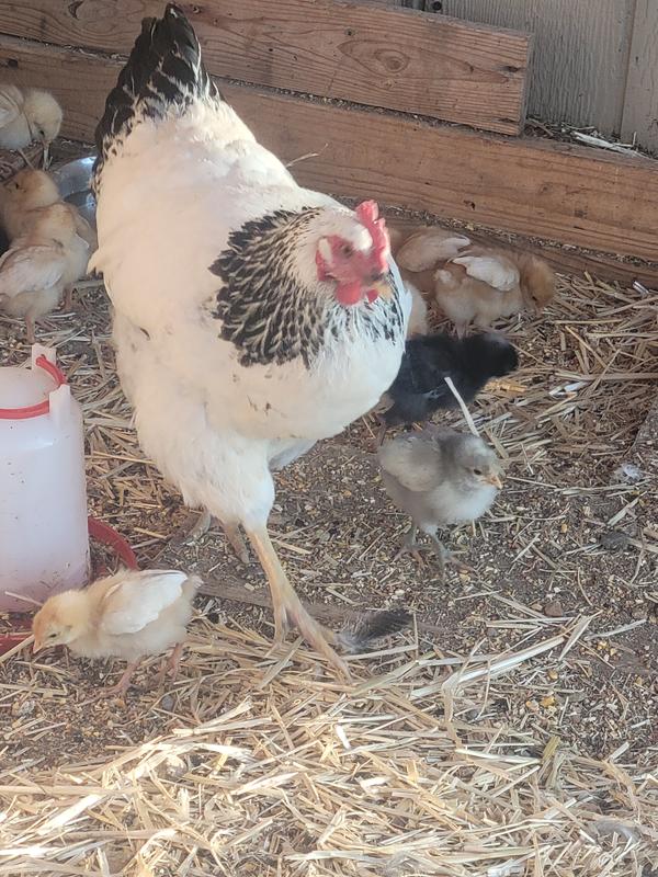 Hoover's Hatchery Live Rare Standard Package Chickens, 10 ct. Baby ...